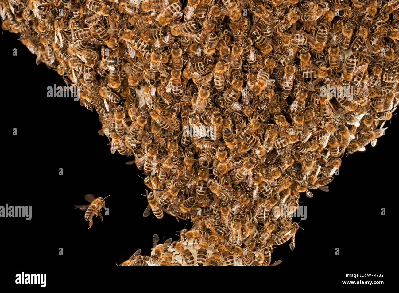 Honey Bee (Apis mellifera) mass on wild beehive, Germany Stock Photo ...