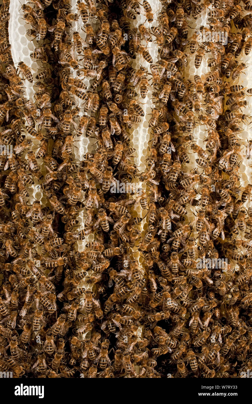 Honey Bee (Apis mellifera) mass on honeycomb, Germany Stock Photo - Alamy