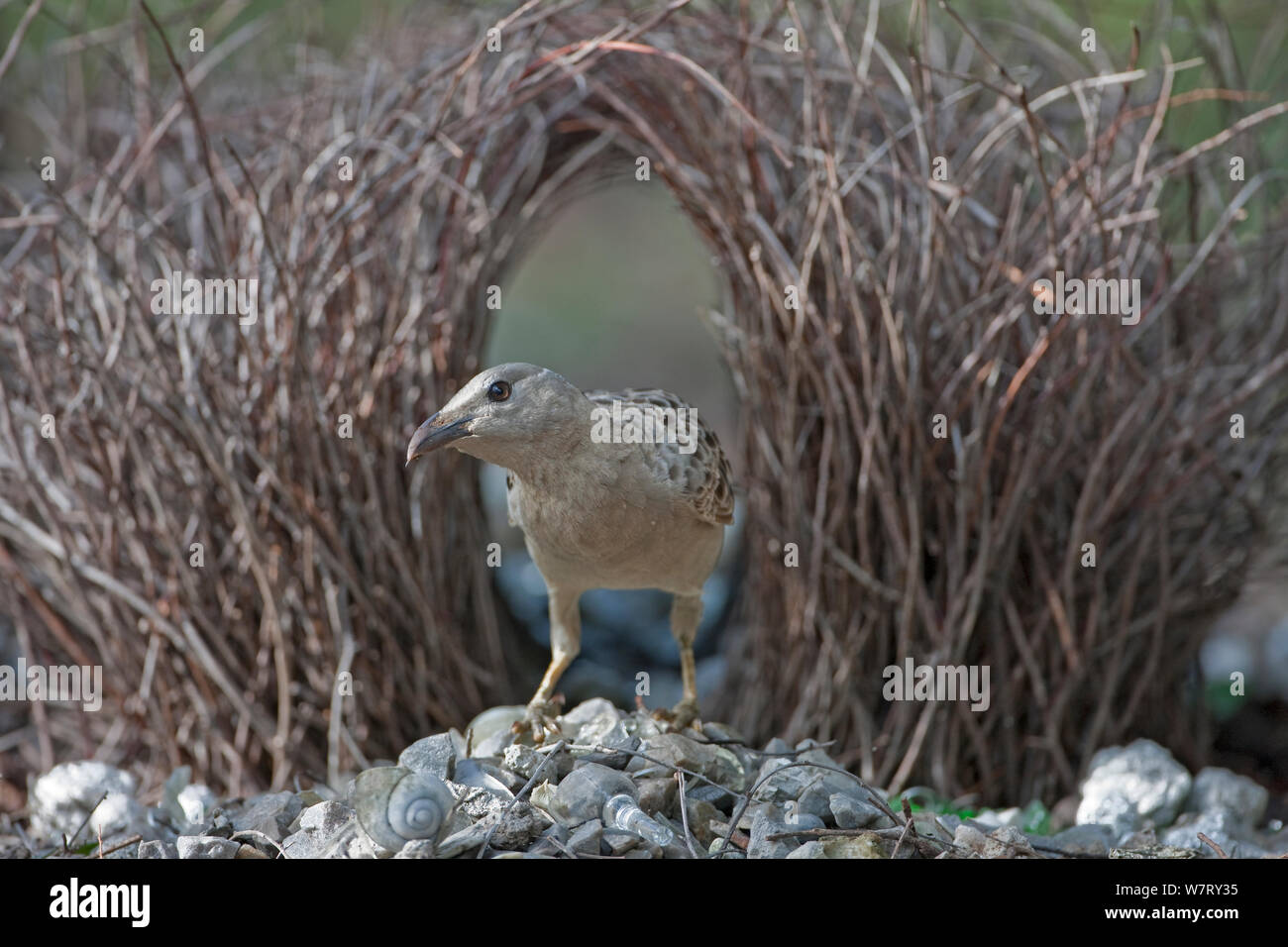 Bower birds hi-res stock photography and images - Alamy