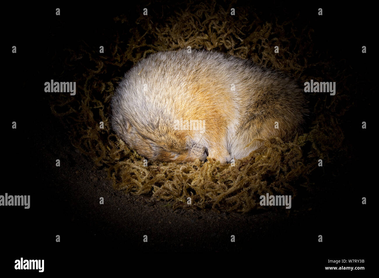 Arctic squirrel hibernating hi-res stock photography and images - Alamy