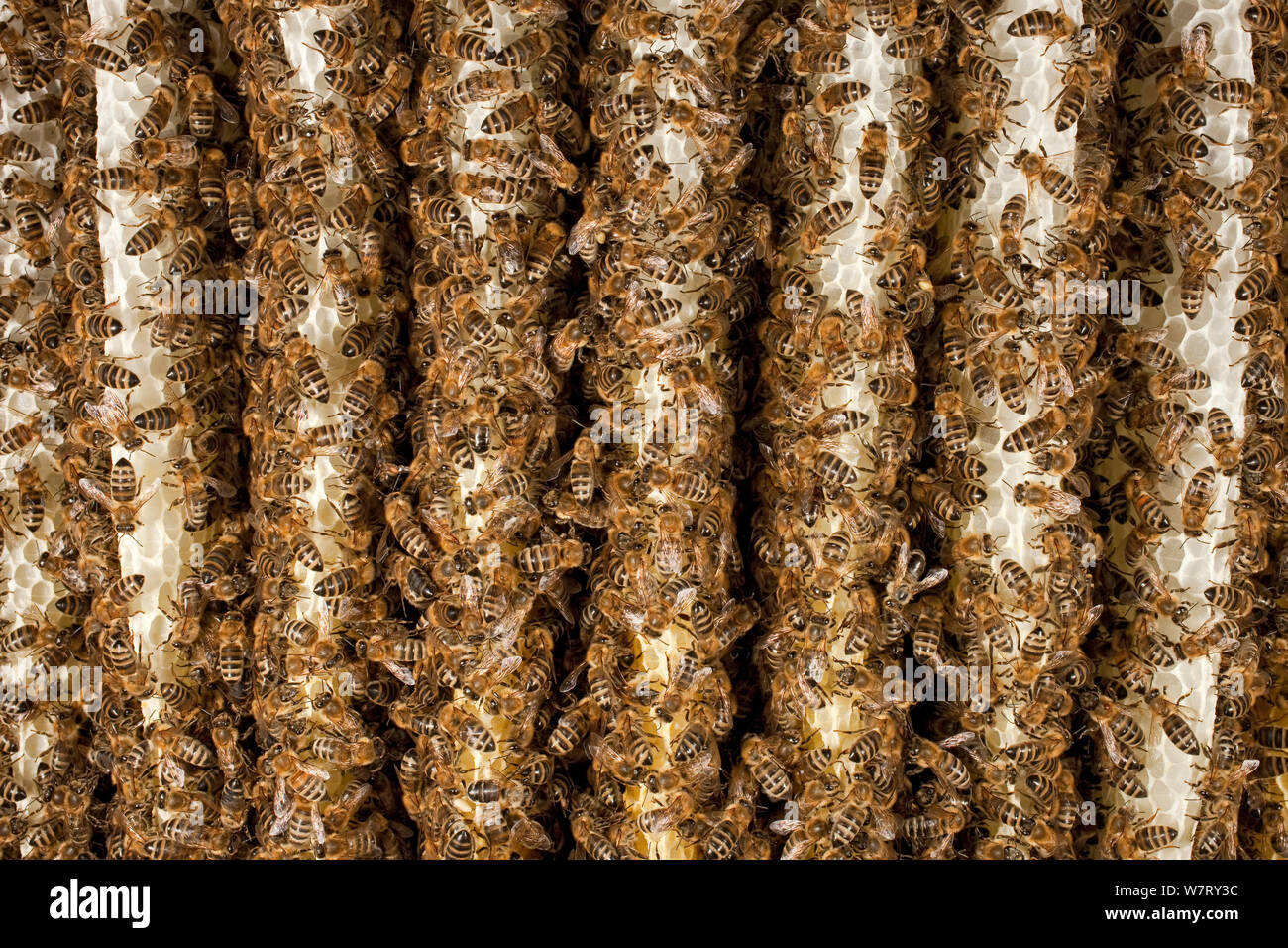 Honey Bee (Apis mellifera) mass on honeycomb, Germany Stock Photo - Alamy