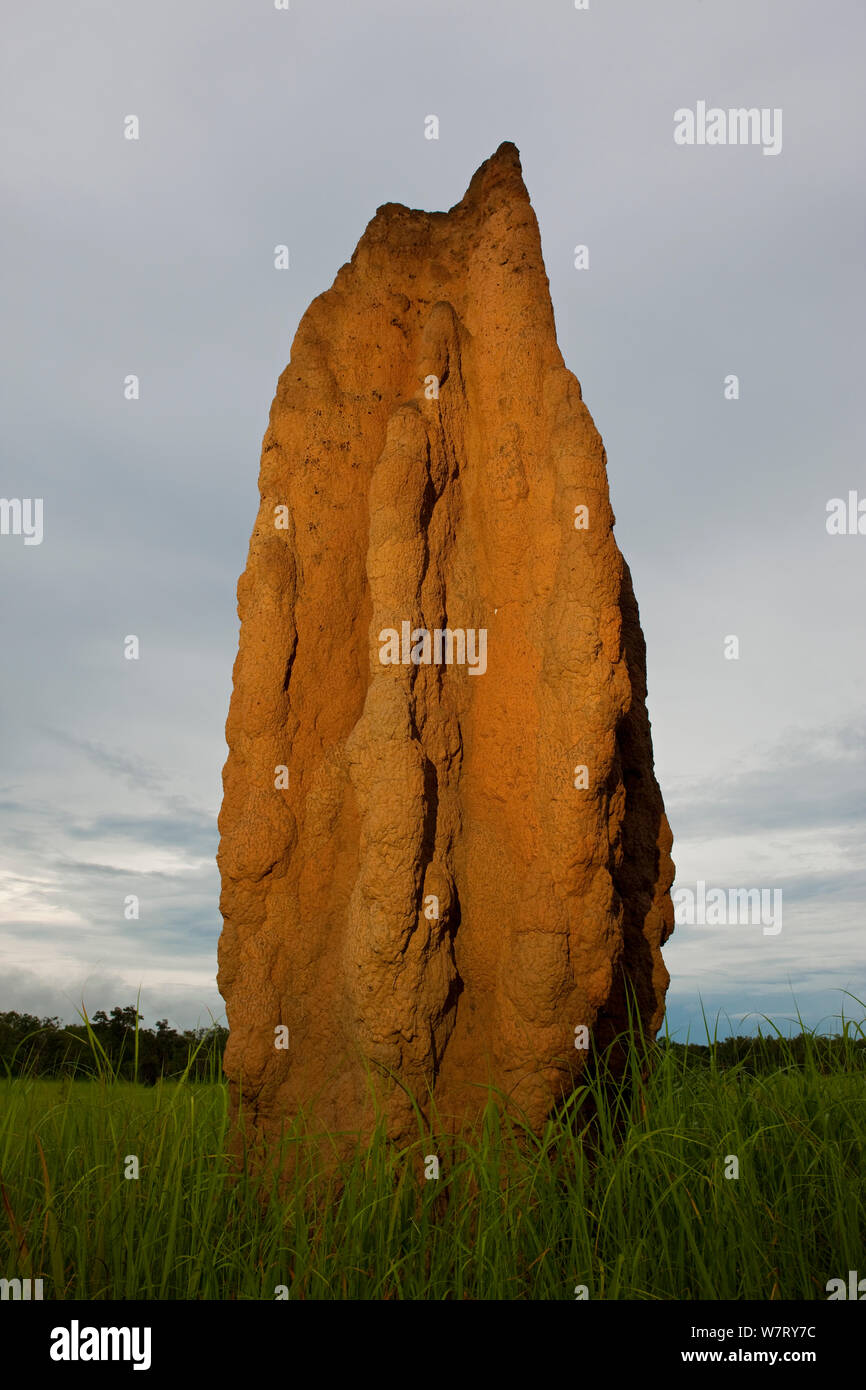 Cathedral Termite mount, Litchfield National Park, Northern Territory ...