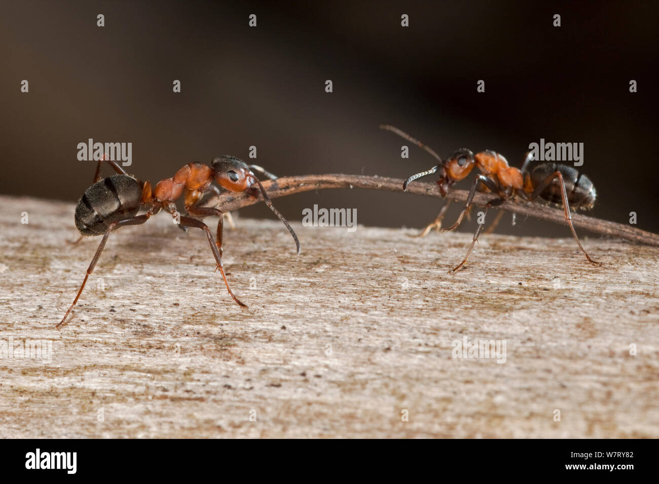 Red wood ant (Formica rufa) two workers fighting for construction ...