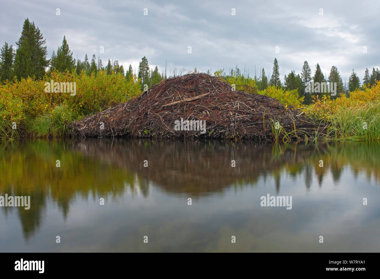 Beaver logde created by American beaver (Castor canadensis) Yellowsone ...
