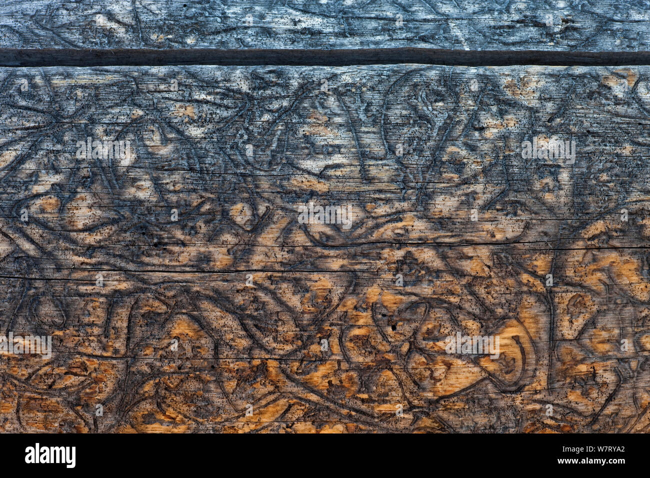 Bark beetle hi-res stock photography and images - Alamy