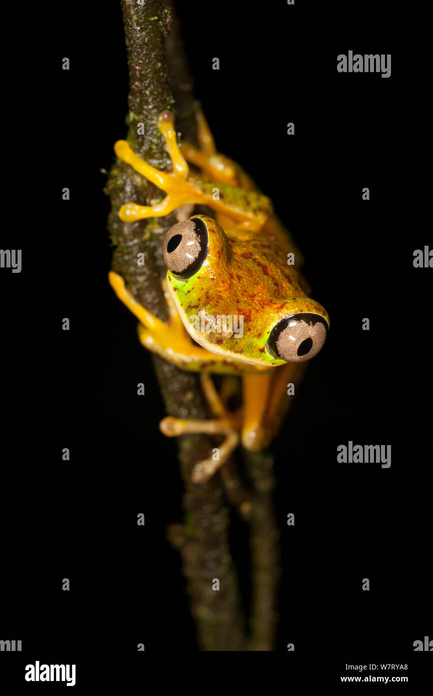 Lemur tree frog hi-res stock photography and images - Alamy