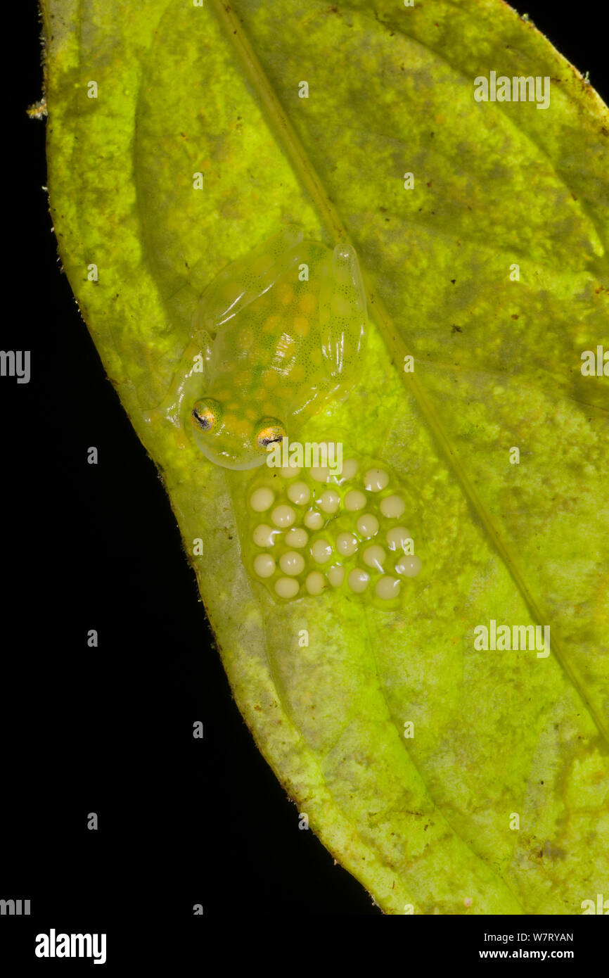 Reticulated Glass Frog (Hyalinobatrachium valerioi) male guarding egg clutch on leaf, Costa Rica ...
