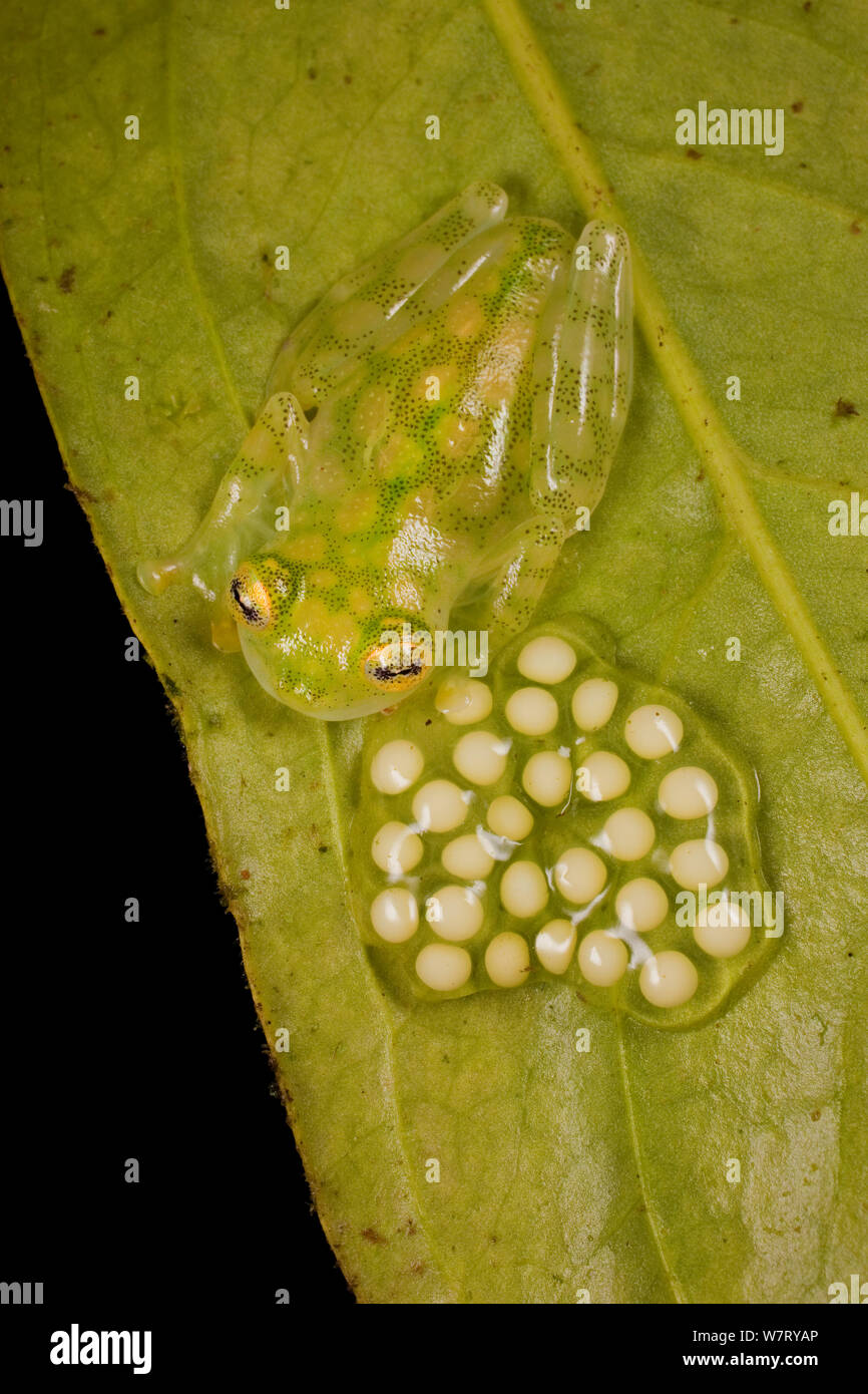 Reticulated Glass Frog (Hyalinobatrachium valerioi) male guarding egg clutch on leaf, Costa Rica ...