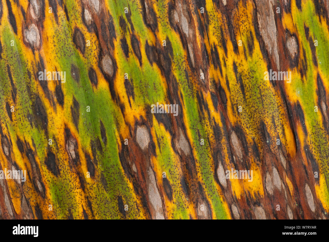 Pattern on Heliconia leaf as it starts to rot, Rainforest, La Gamba ...
