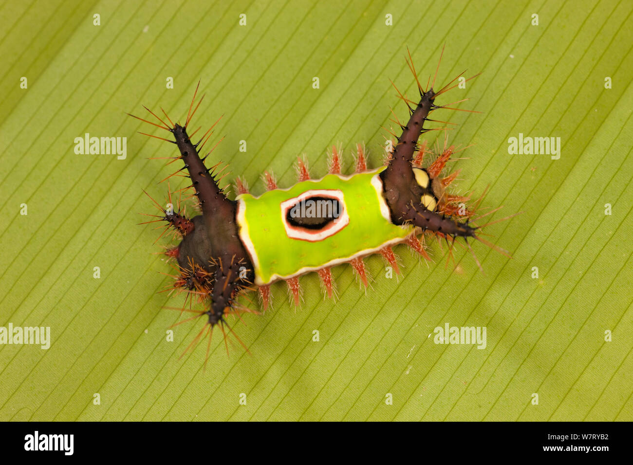 Saddleback caterpillar (Acharia sp.) with stinging and poisonous spines ...