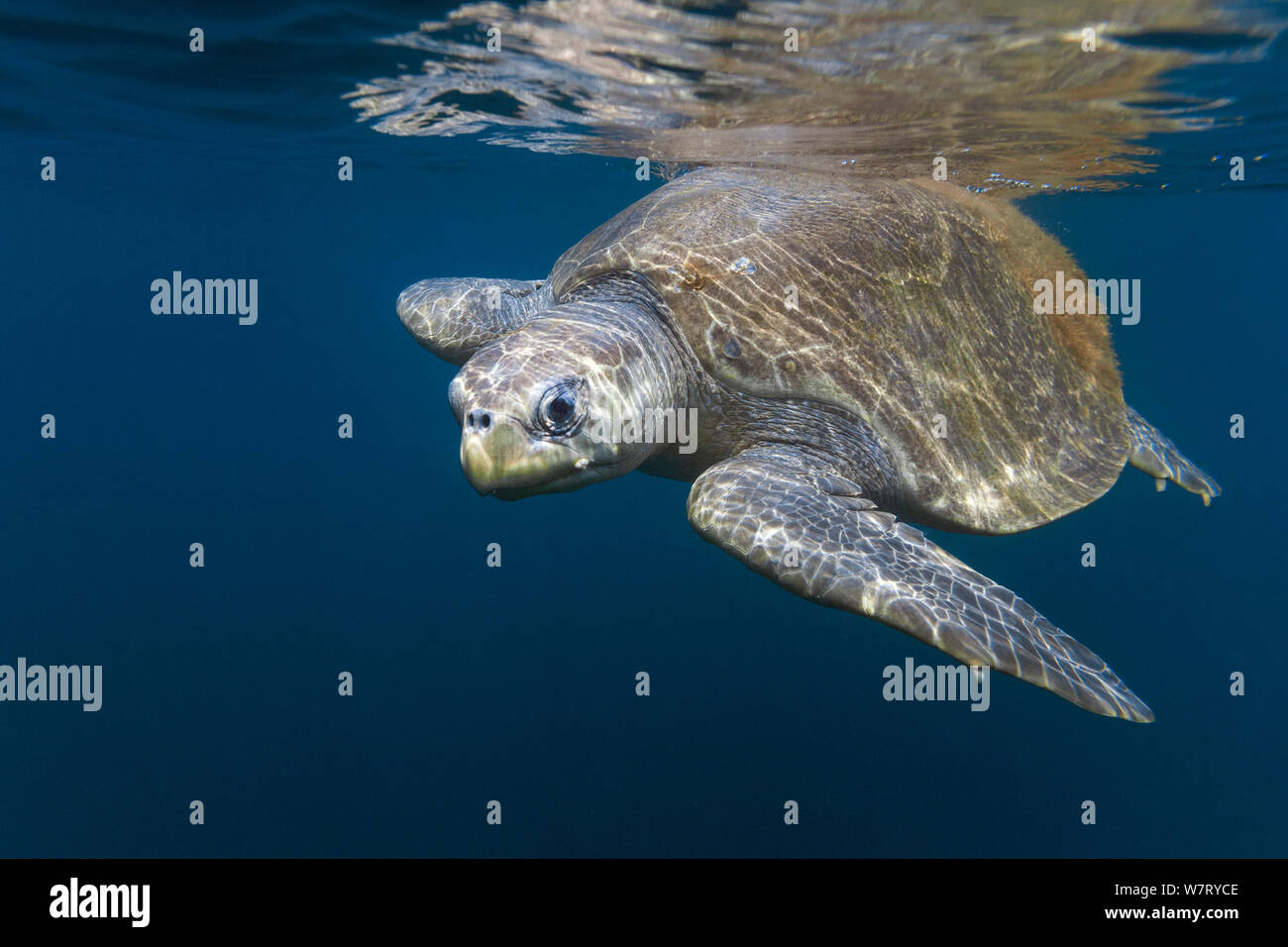 Olive Ridley Sea Turtle Swimming