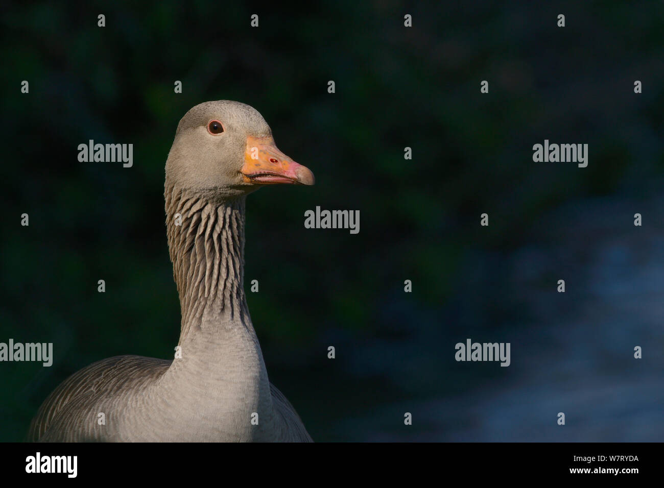 Greylag goose (Anser anser) head portrait in evening light ...