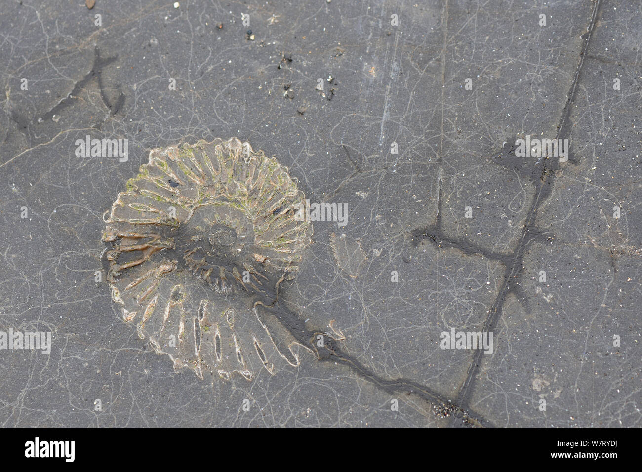 Fossil ammonite exposed by weathering of limestone rock on an exposed ...