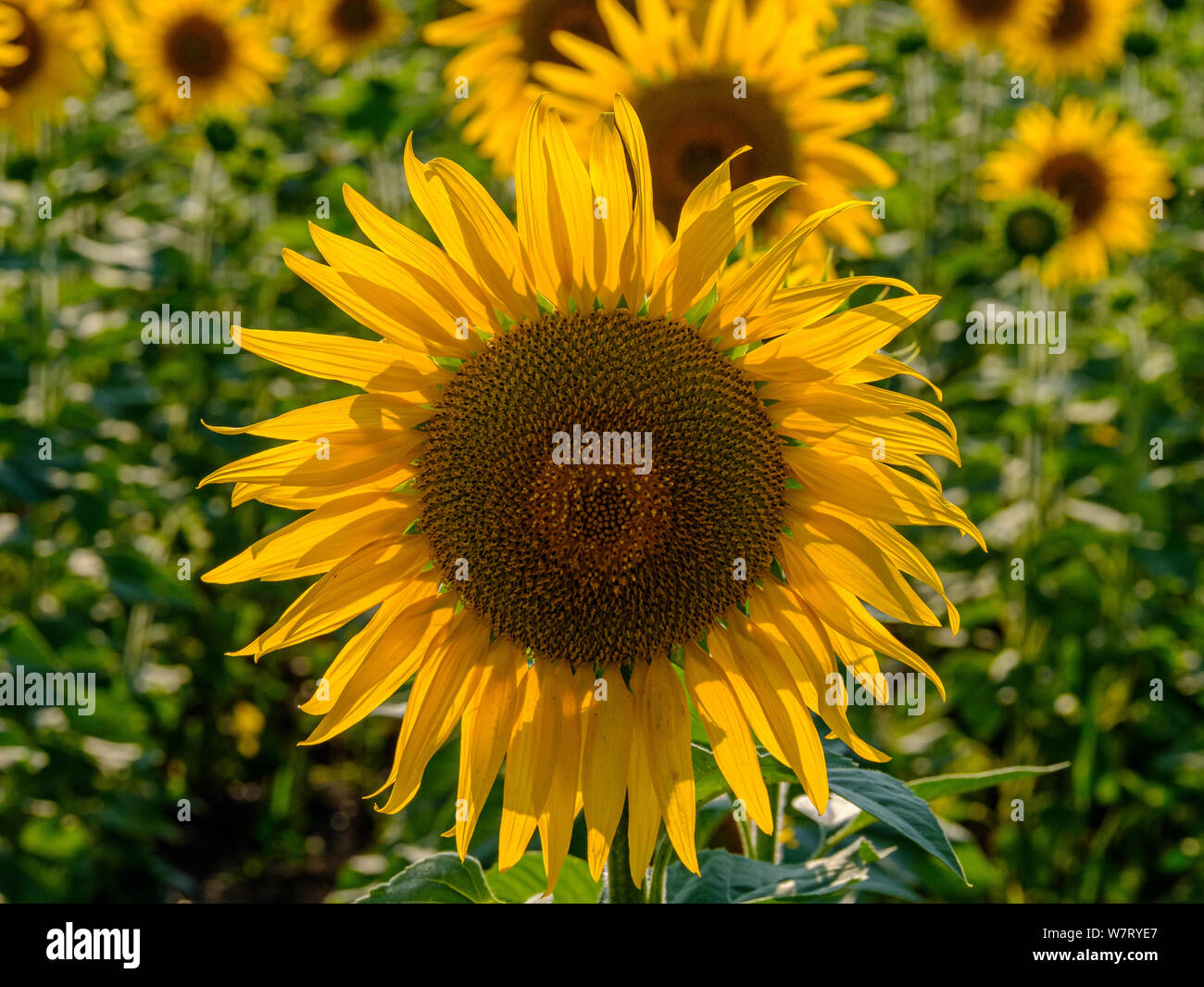 Blooming sunflowers in the backlight. A cheerful symbol of a warm sunny ...