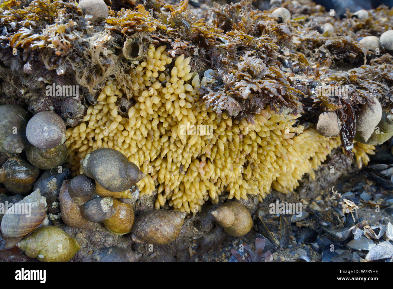 Dog whelks (Nucella lapillus) and clusters of their eggs attached to a ...