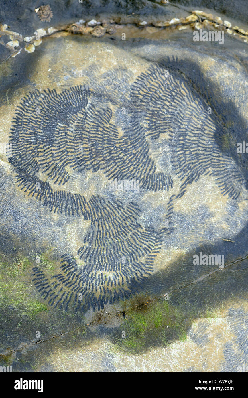 Patterns left by Common limpets (Patella vulgata) grazing on alga ...