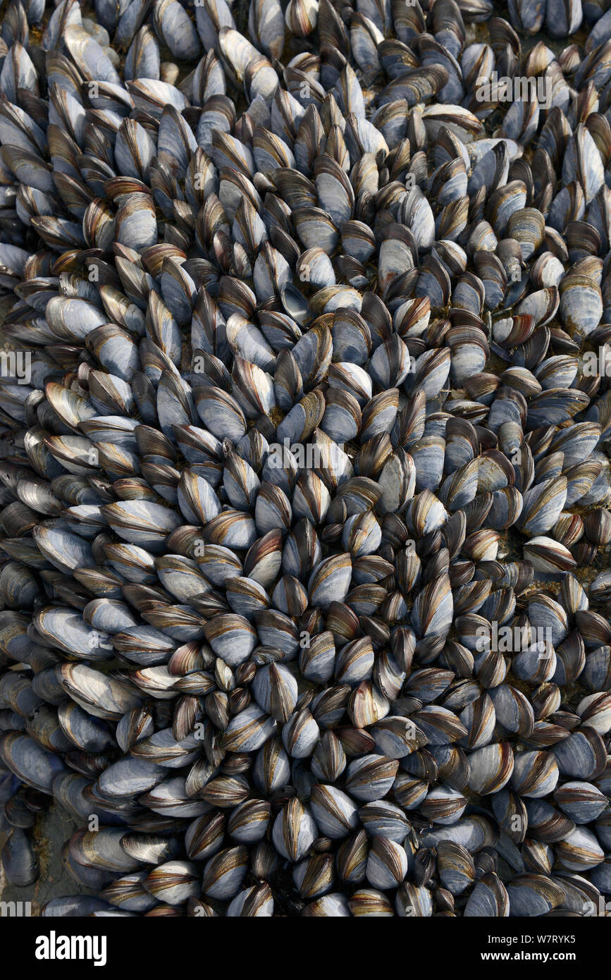 Dense colonies hi-res stock photography and images - Alamy