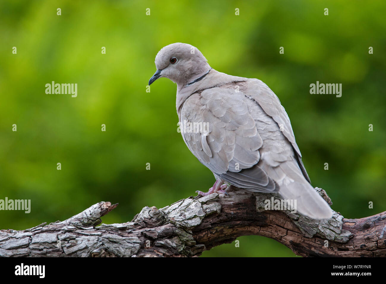 Indian turtle dove hi-res stock photography and images - Alamy