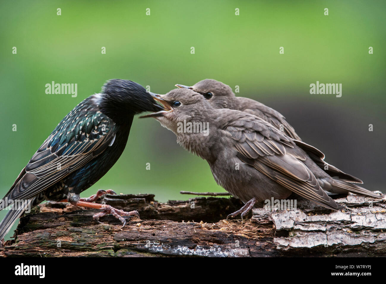 Starling feeding baby hi-res stock photography and images - Alamy
