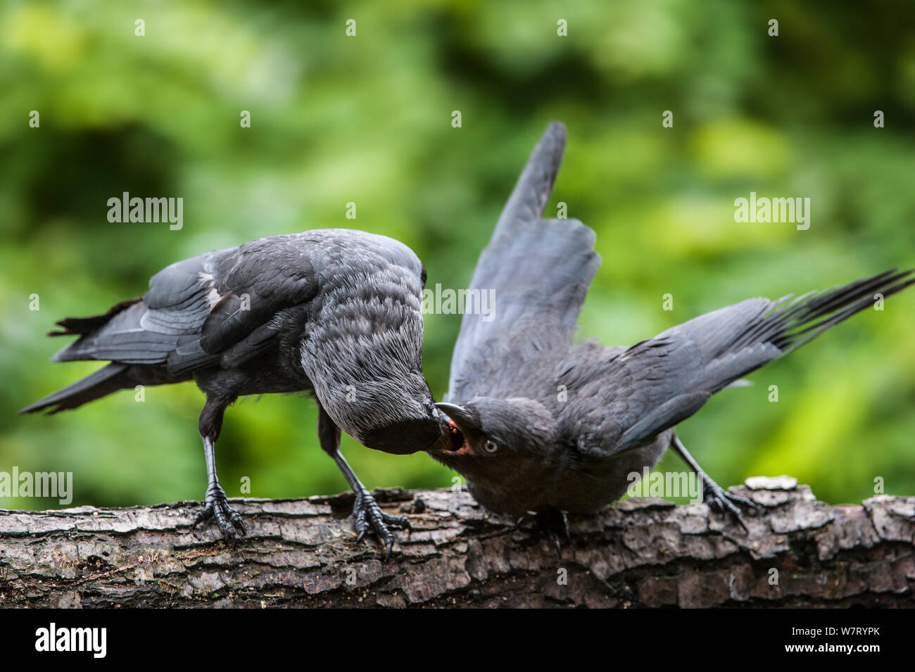 Eurasian jackdaw feeding young hi-res stock photography and images - Alamy