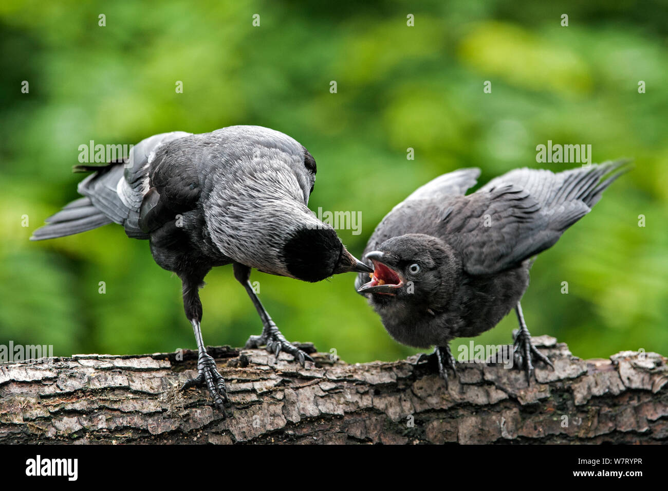 Baby jackdaw hi-res stock photography and images - Alamy