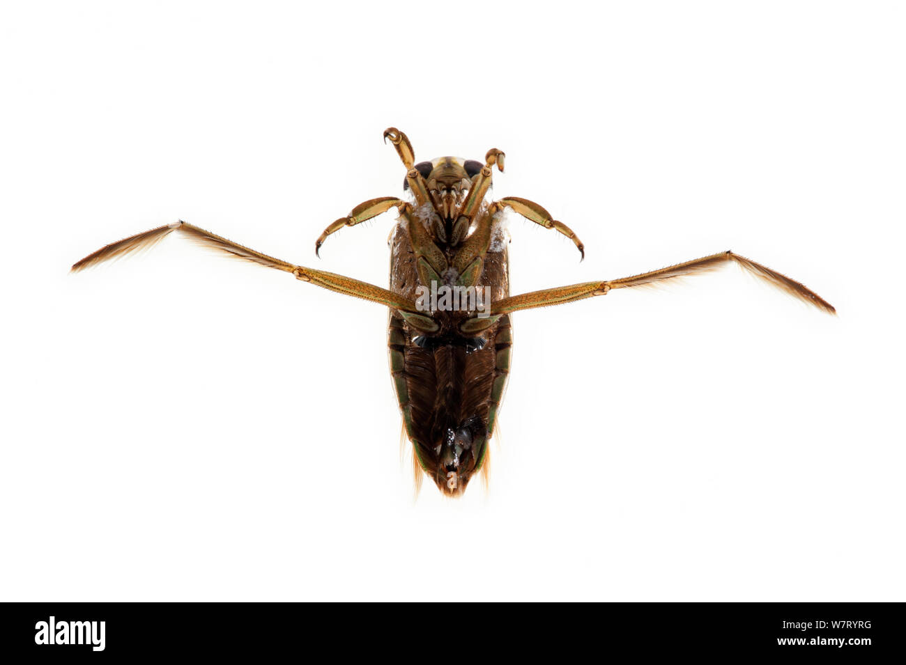 Peppered water boatman (Notonecta maculata) on white background ...