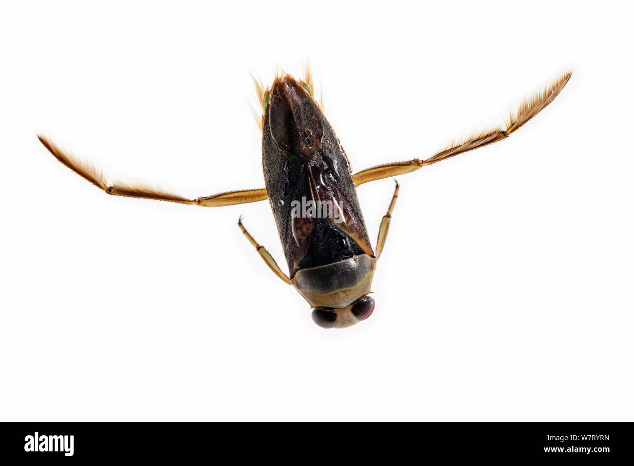 Peppered water boatman (Notonecta maculata) on white background ...