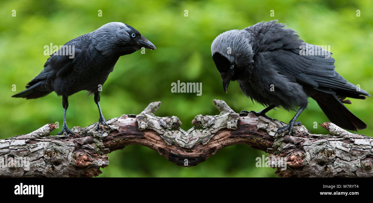 European jackdaw (Corvus monedula) mirror image composite of two birds ...