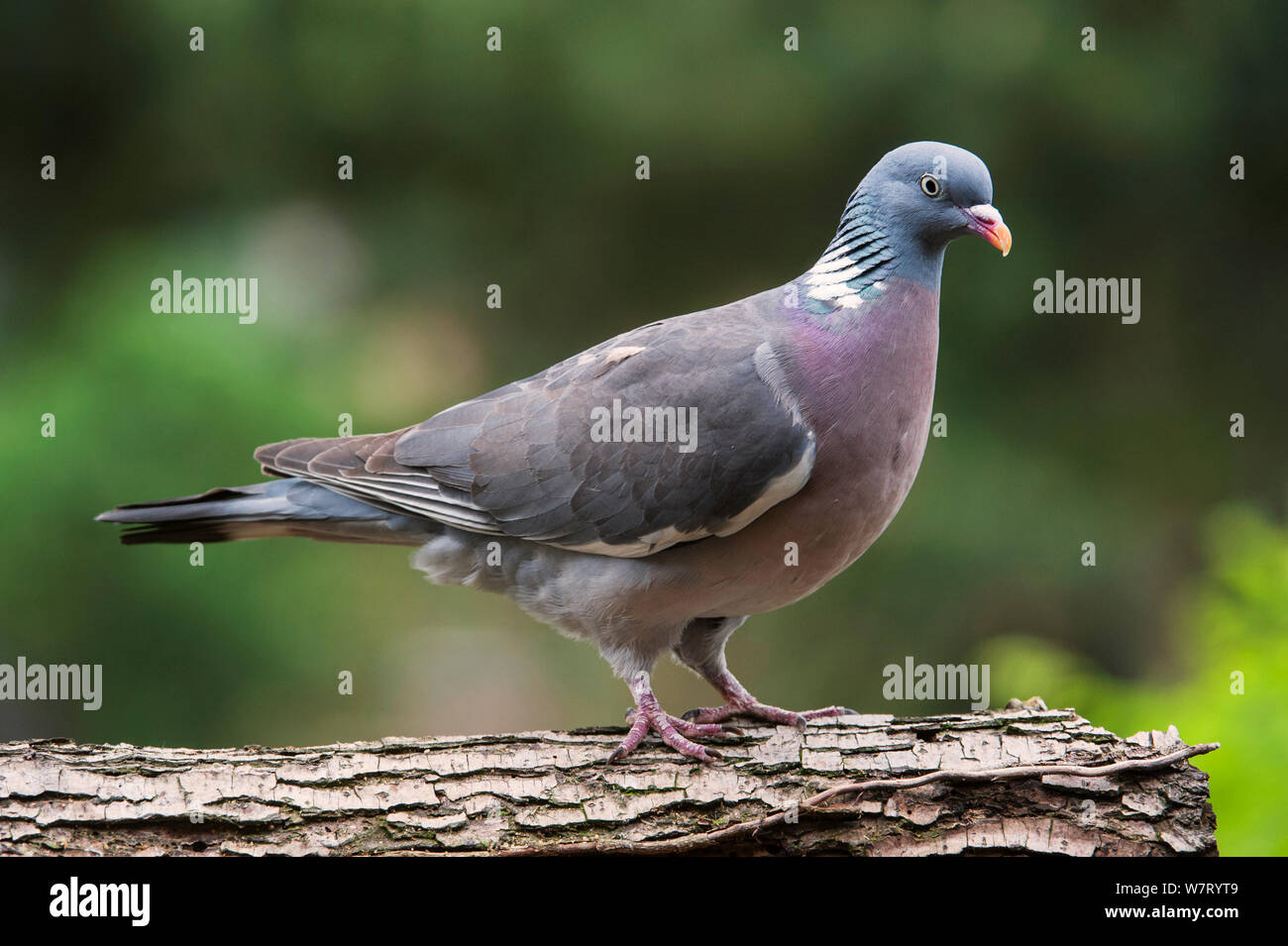 Pigeon profiles hi-res stock photography and images - Alamy