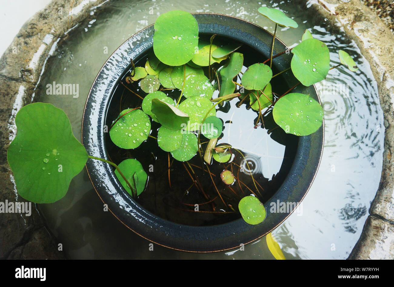 From a seed hi-res stock photography and images - Alamy