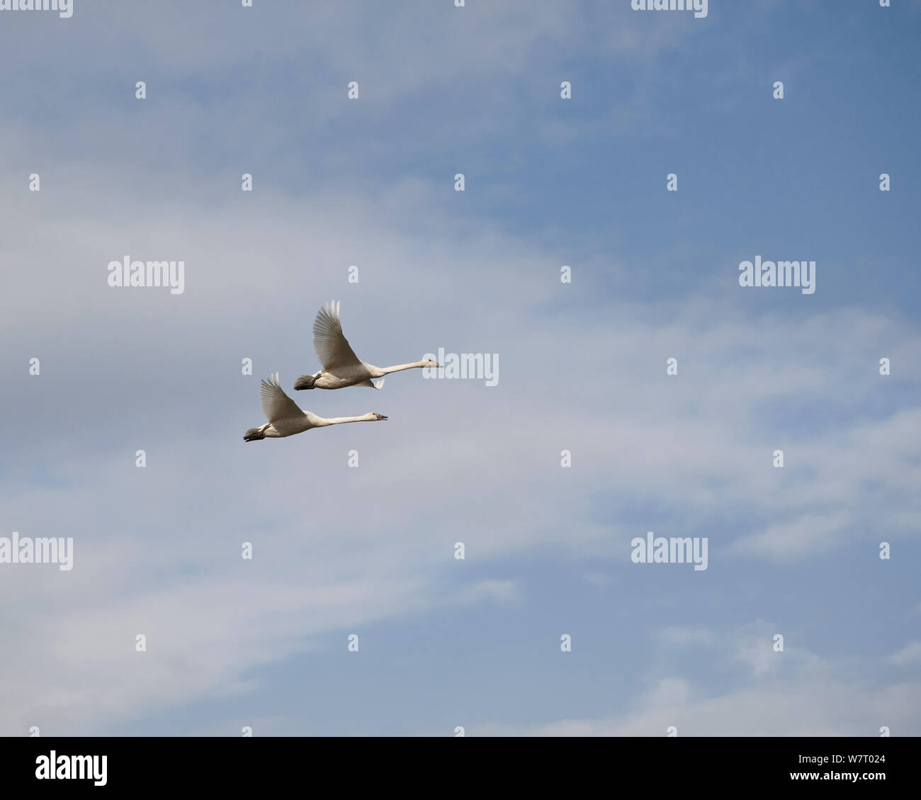 Trumpeter swans (Cygnus buccinator) in flight in the Skagit River Delta ...