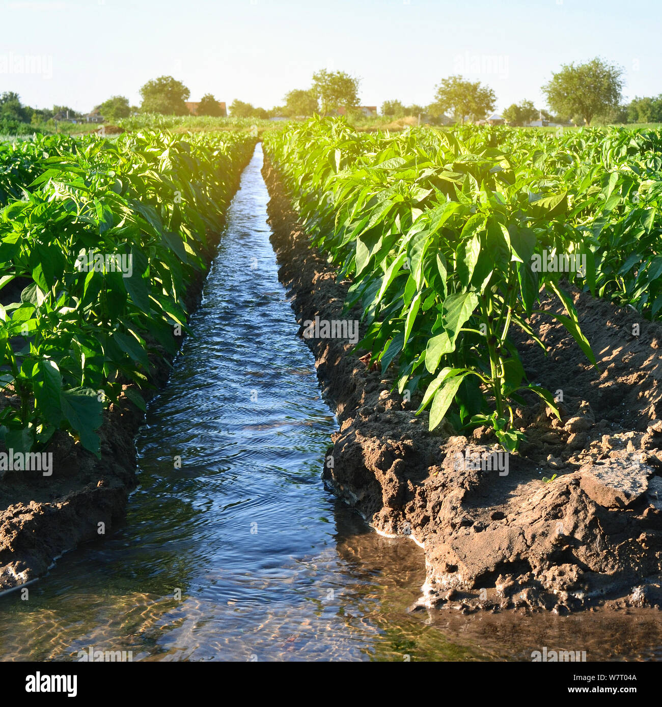 Irrigation of peppers in the field. Growing organic vegetables ...