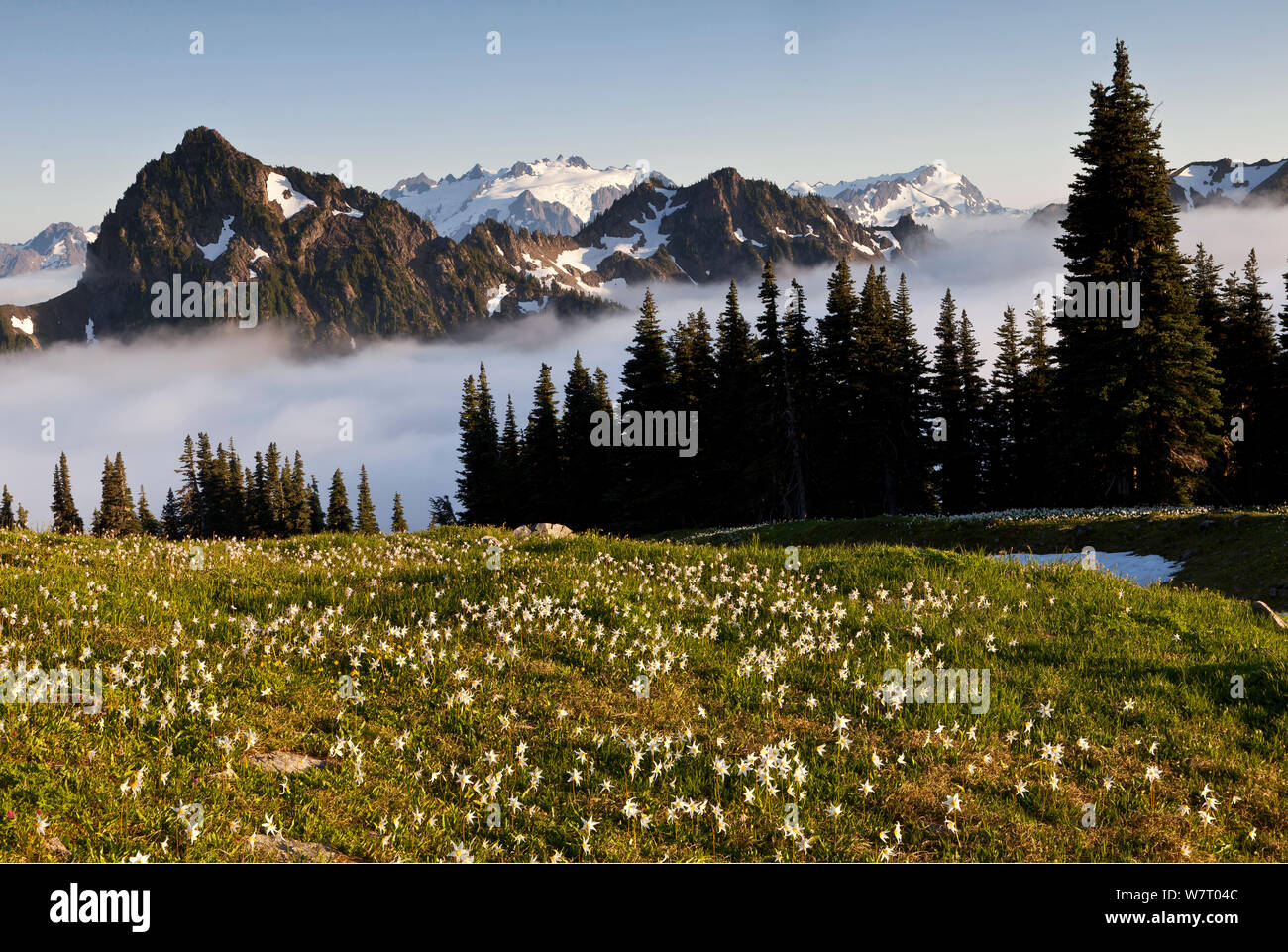 Mount Olympus in the distance viewed from above Appleton Pass, Olympic ...