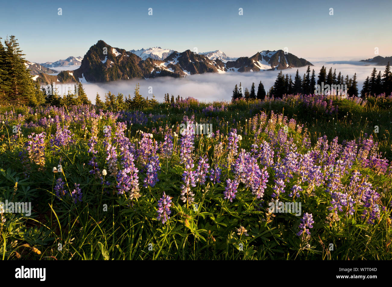 Mount olympus in olympic national park hi-res stock photography and ...
