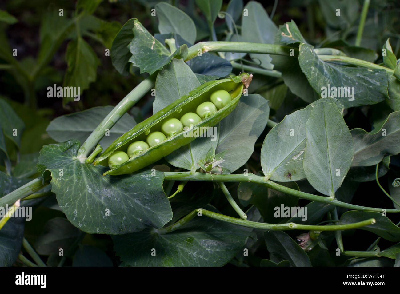 Garden pea plant seed pod hi-res stock photography and images - Alamy