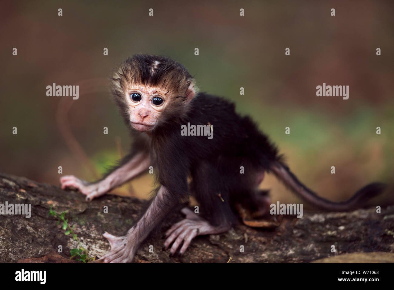 Lion Tailed Macaque Baby