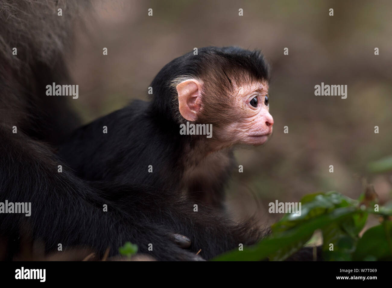 Lion-tailed macaque (Macaca silenus) baby aged less than 1 month ...