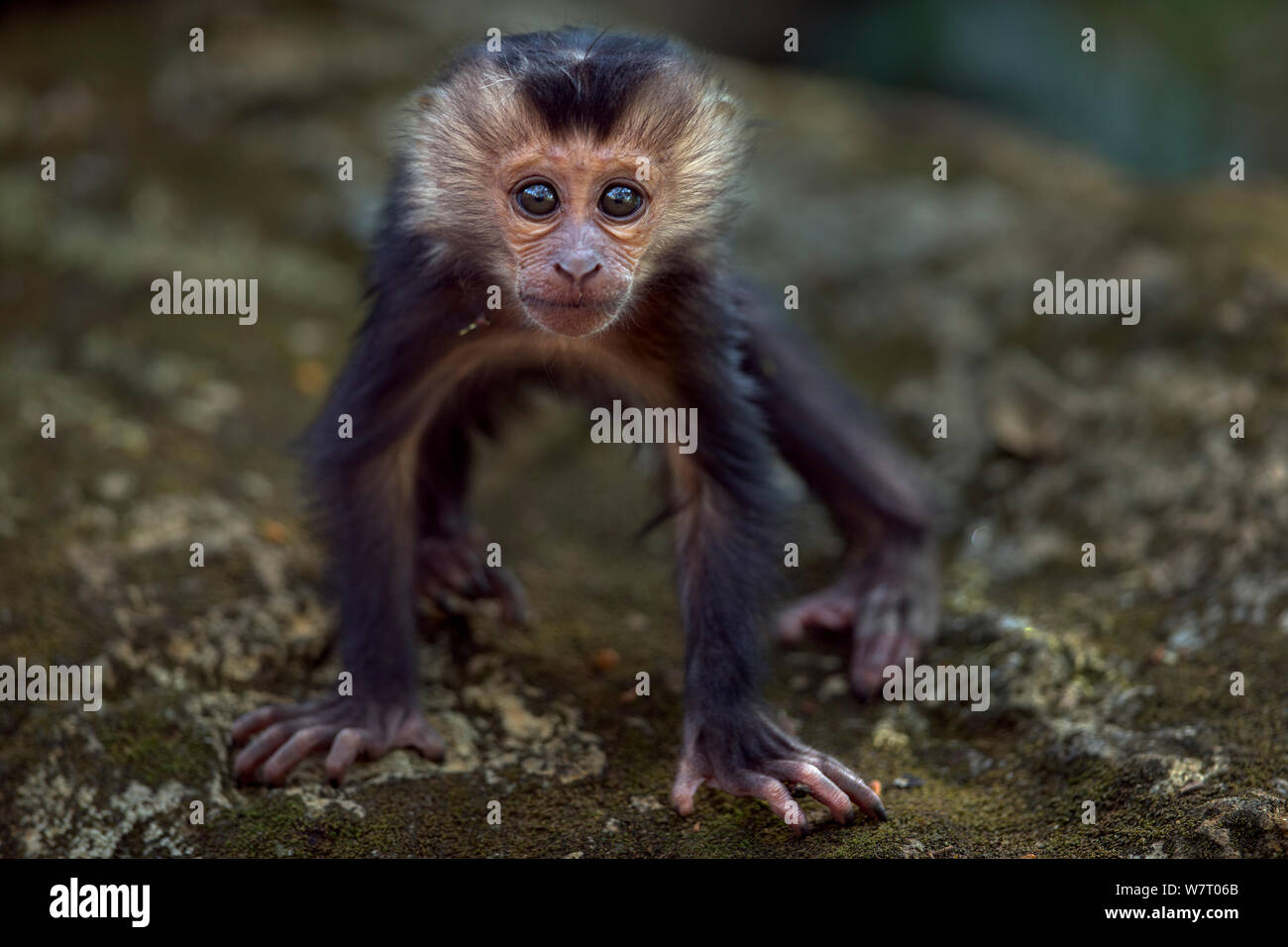 Lion-tailed macaque (Macaca silenus) baby aged 3-6 months. Anamalai ...