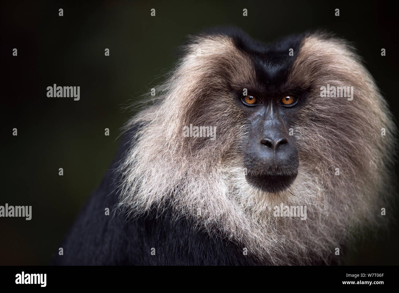 Lion-tailed macaque (Macaca silenus) male portrait. Anamalai Tiger ...