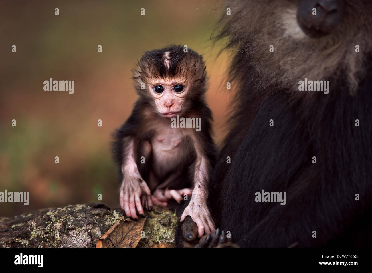 Lion-tailed macaque (Macaca silenus) baby aged less than 1 months ...