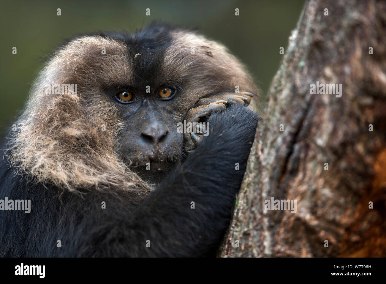 Lion-tailed macaque (Macaca silenus) male portrait. Anamalai Tiger ...