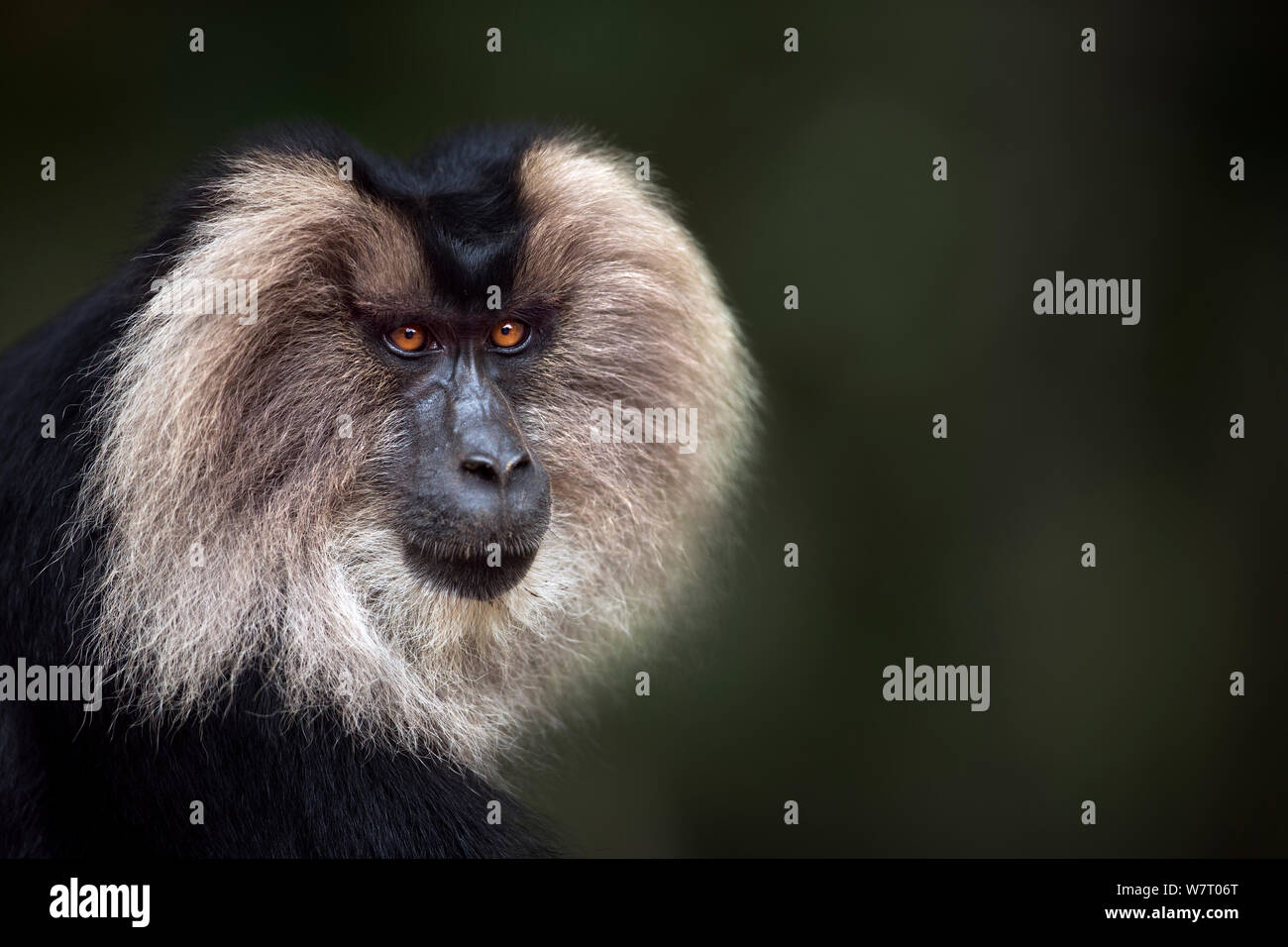 Lion-tailed macaque (Macaca silenus) male portrait. Anamalai Tiger ...