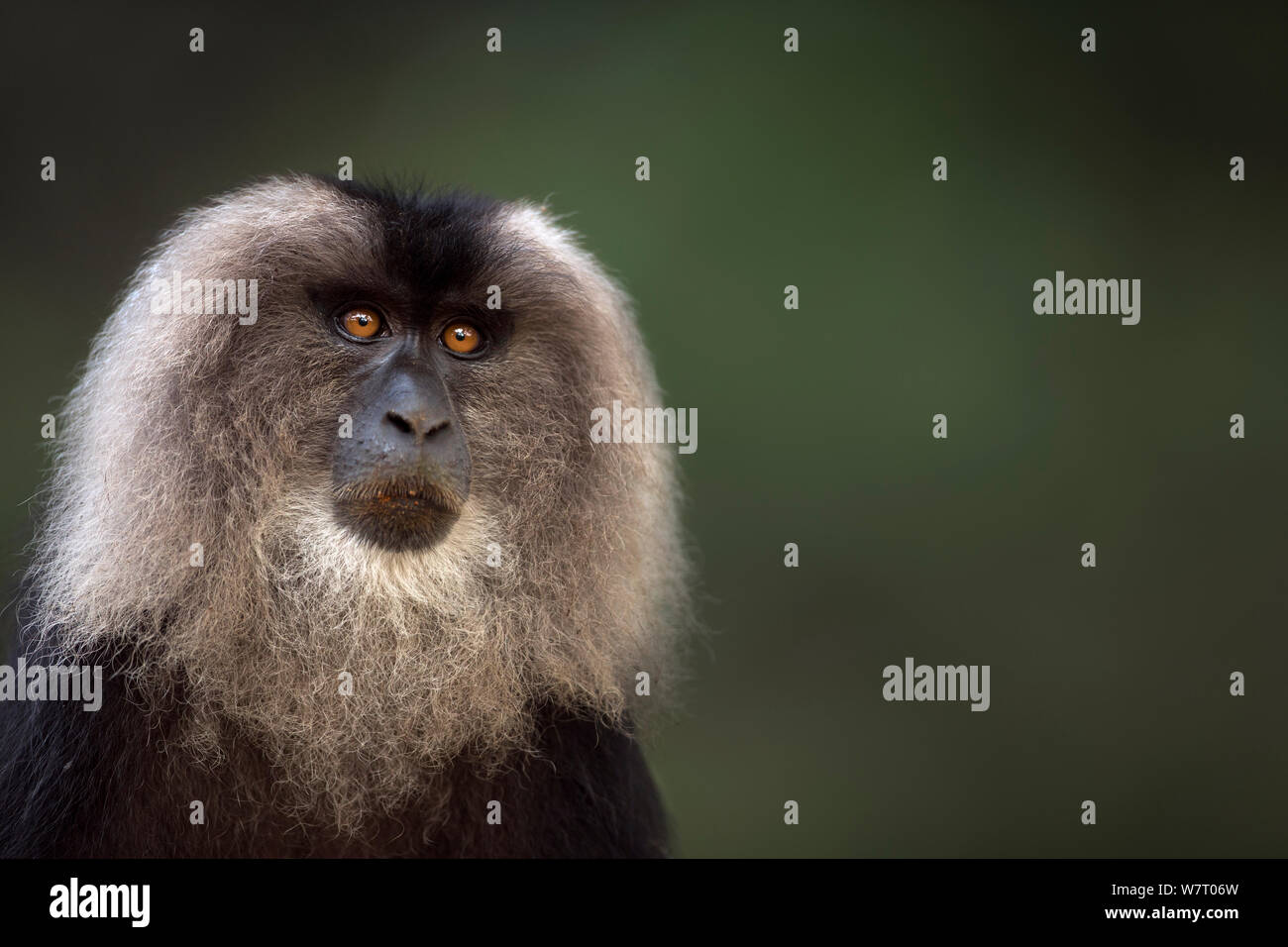 Lion-tailed macaque (Macaca silenus) female portrait. Anamalai Tiger ...