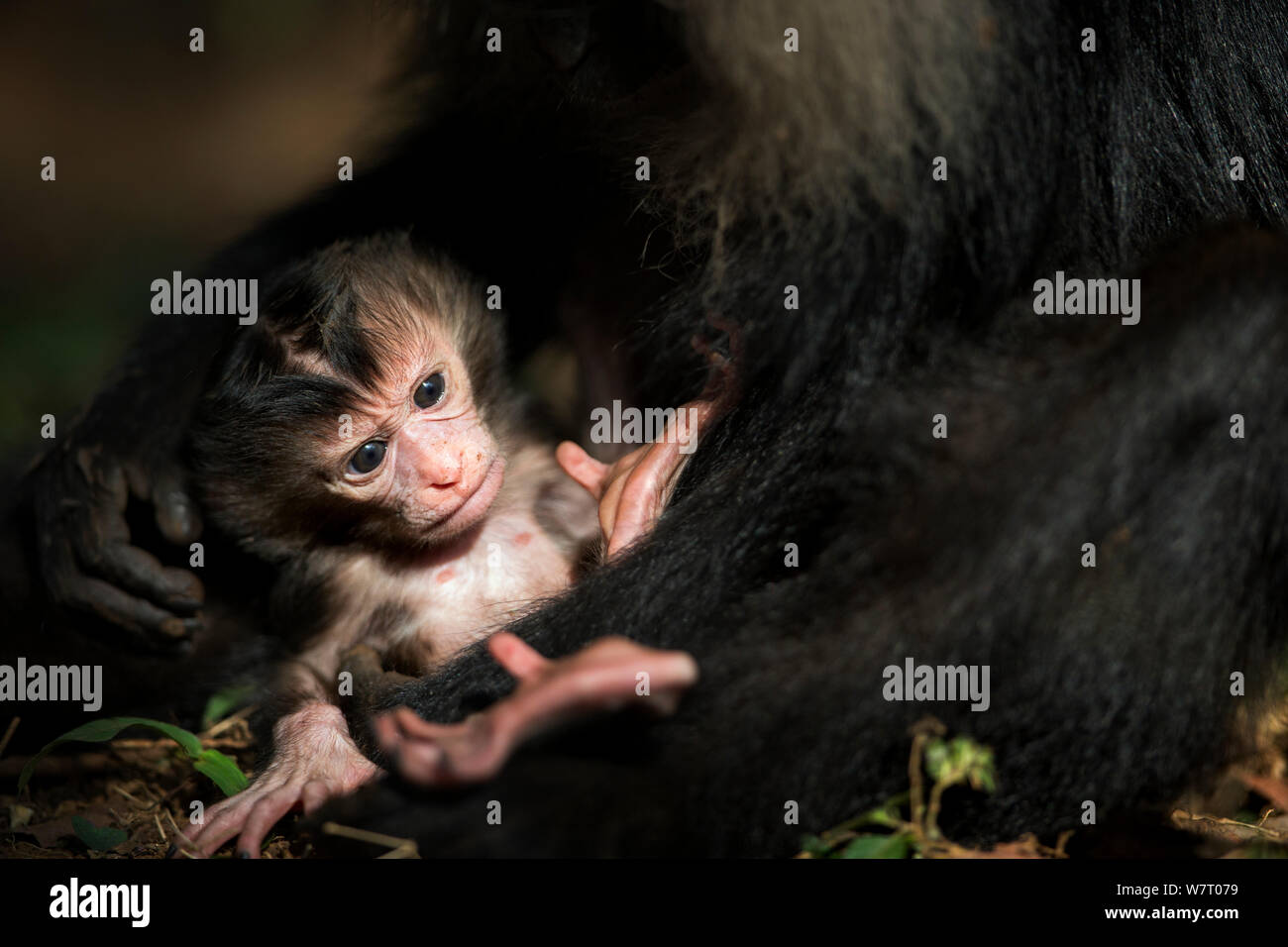 Lion-tailed macaque (Macaca silenus) new born baby a few days old with ...