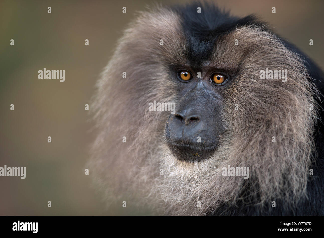 Lion-tailed macaque (Macaca silenus) male portrait. Anamalai Tiger ...