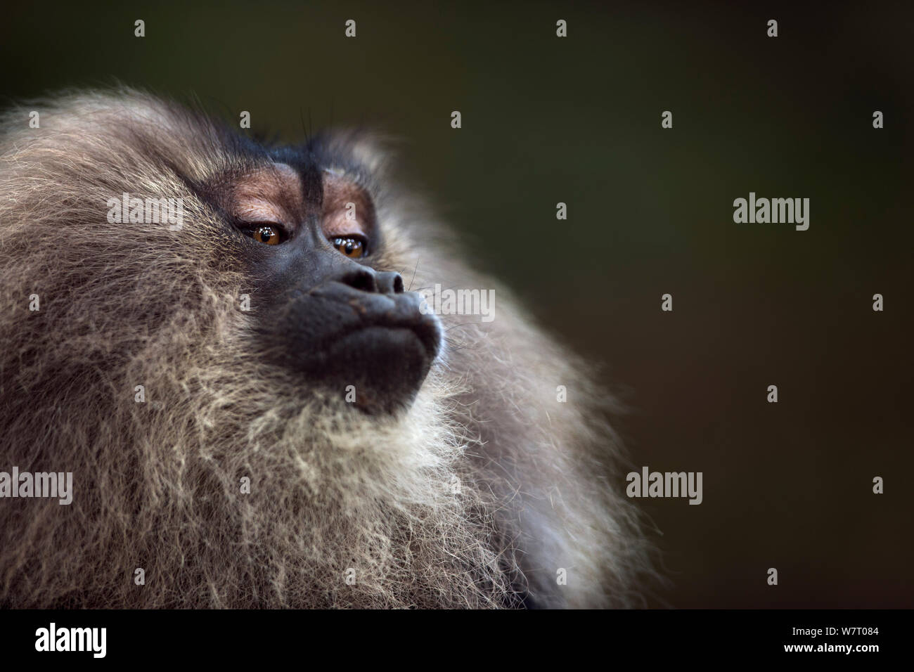 Lion-tailed macaque (Macaca silenus) male making a 'disciplining ...