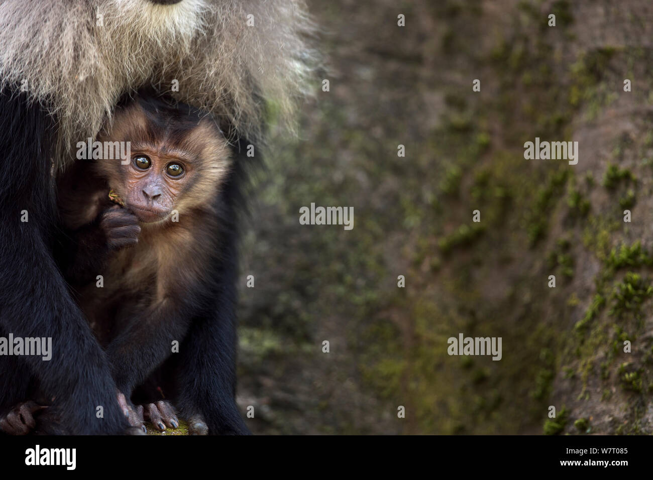 Lion-tailed macaque (Macaca silenus) baby aged 3-6 months. Anamalai ...