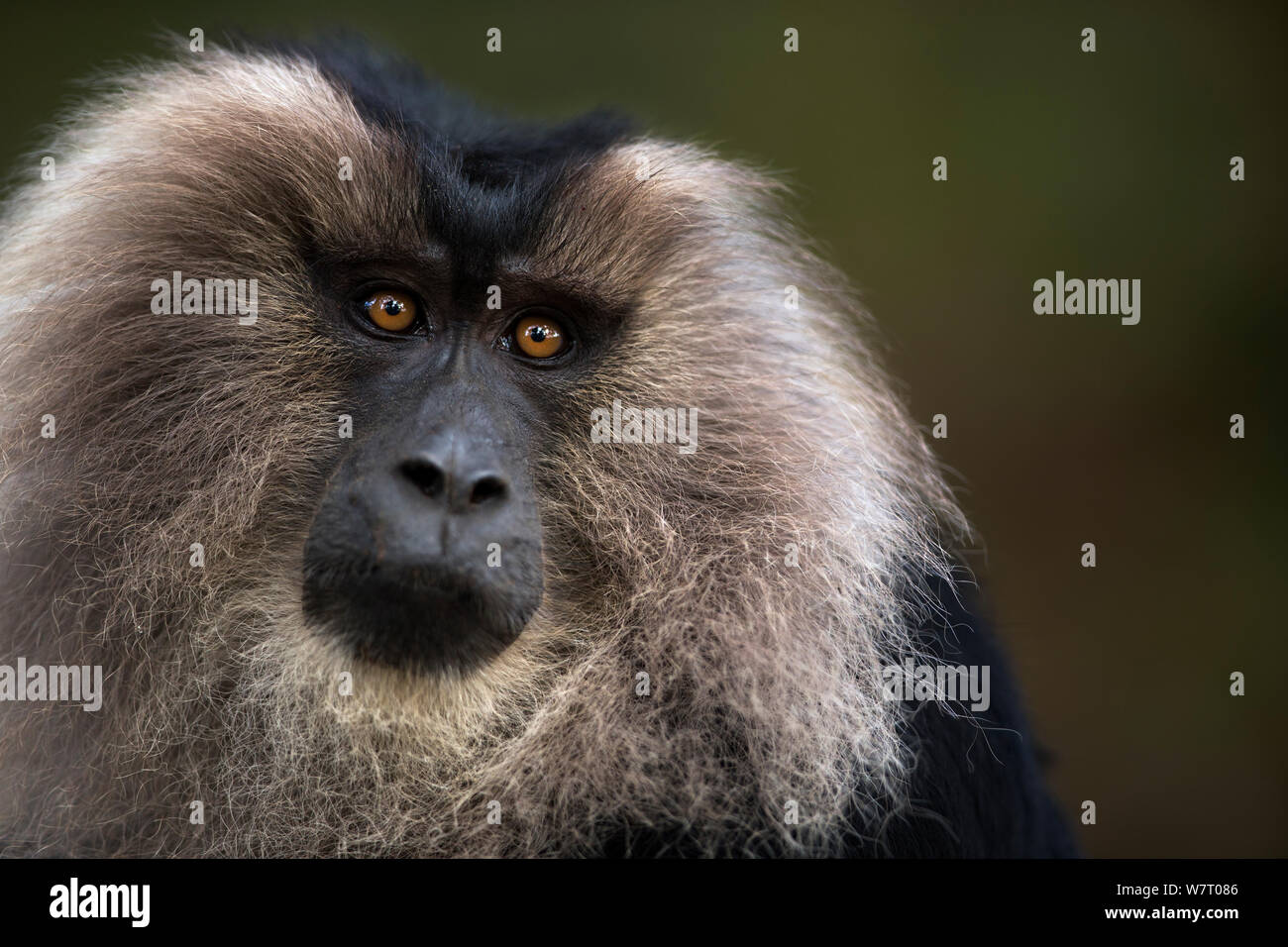 Lion-tailed macaque (Macaca silenus) male portrait. Anamalai Tiger ...