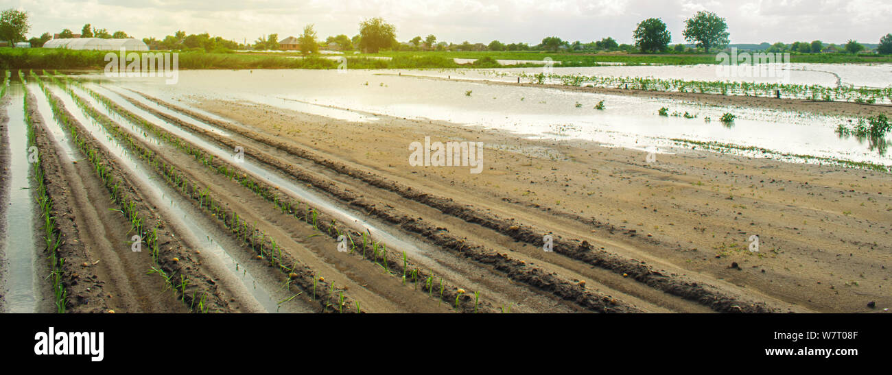 Agricultural land affected by flooding. Flooded field. The consequences ...