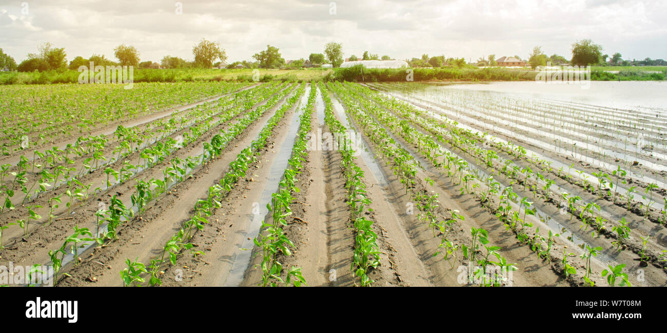 Agricultural land affected by flooding. Flooded field. The consequences ...